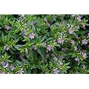 Amazon.com : Burpee Cuphea 'Allyson' Mexican Heather - Four Plants in 4 ...