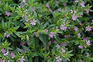 Amazon.com : Burpee Cuphea 'Allyson' Mexican Heather - Four Plants in 4 ...