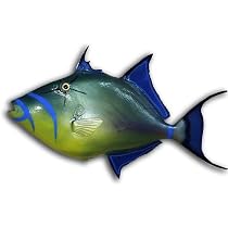 24-inch Queen Triggerfish Fish Mounts Official Site | atelier-yuwa.ciao.jp