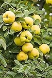 Quince tree - How to grow & care
