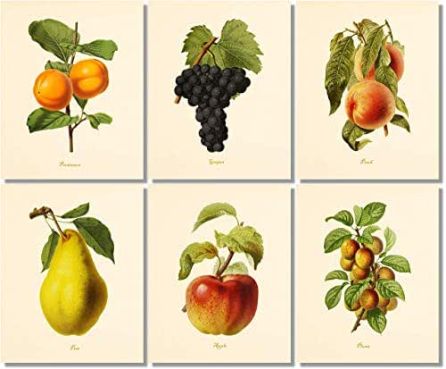 Amazon.com: Vintage Fruit Art Prints - Kitchen Botanical Prints - (Set ...