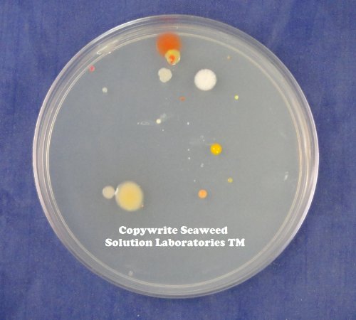 Nutrient Agar 10 Grams (Dehydrated) | Pricepulse