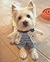 Amazon.com : NACOCO Dog Cat Doctor Costume Pet Doctor Clothing ...