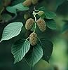 Alnus Japonica (Japanese Alder) Tree Seeds, Attractive Appearance and ...