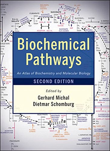biochemical pathways definition