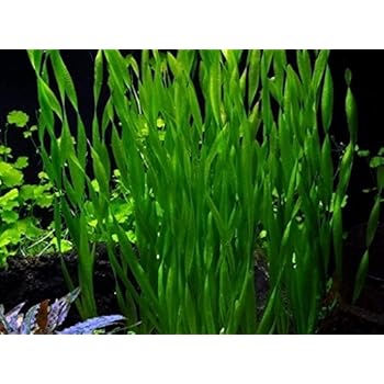 Amazon.com: Water Plants 3 Bunch Vallisneria Torta Twisted Vallis ...