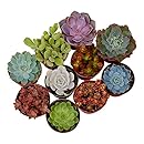 Amazon.com: Shop Succulents Assorted Succulent (Collection of 12), 4 ...