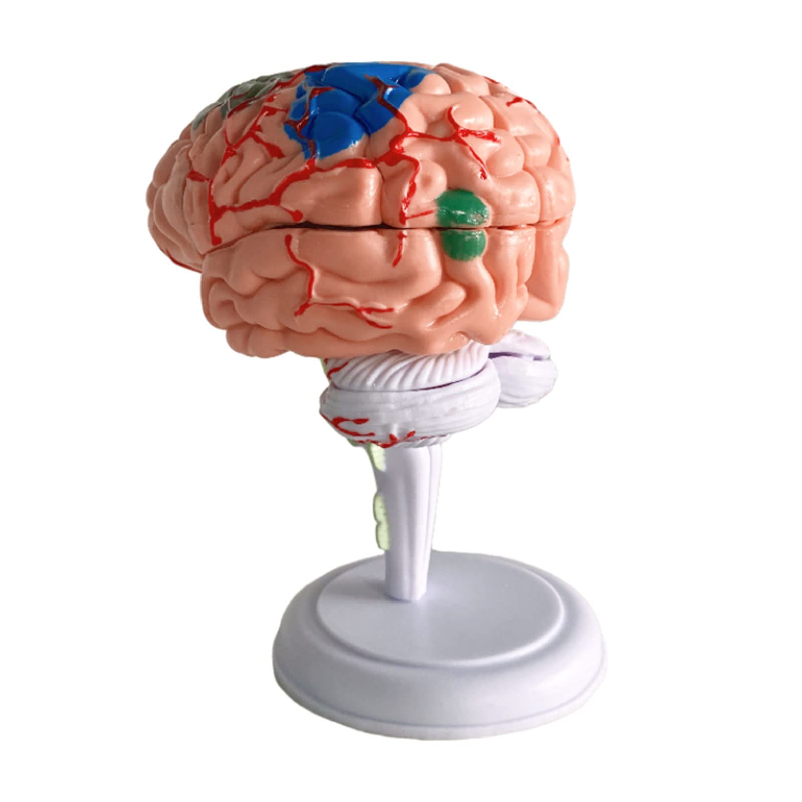 Mua Human Body Model Brain Anatomy Model Life Size Human Brain Model ...