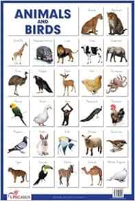 Animals Birds: 9788131932896: Amazon.com: Books