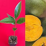 Lucuma - How to grow & care