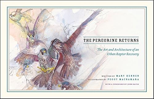 The Peregrine Returns: The Art and Architecture of an Urban Raptor ...