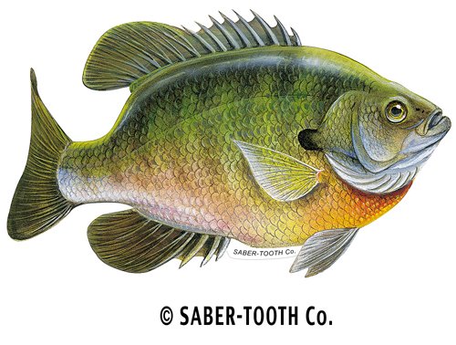 Bluegill Fish Decal Sticker ~ Fishing & Wildlife Series - MasterBasser
