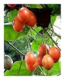 Tamarillo - How to grow & care