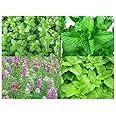 Amazon.com : Please Read This is A Mix 100 Mint Mix Seeds 4 Varieties ...