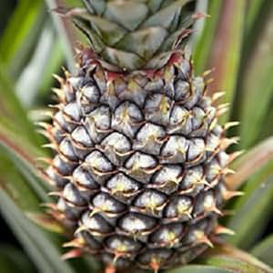 Amazon.com : Pineapple - 'Smooth Cayenne' Fruiting plant [TE040 ...