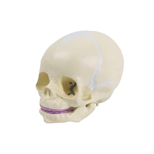 Human Infant Skull Model, Life Sized Fetus Skull, Anatomy Baby Skull ...