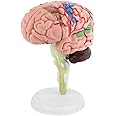 Amazon.com: 4D Anatomy Brain Model Disassembled Human Brain Model ...