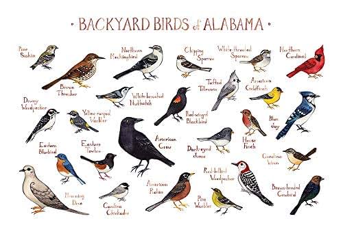 Amazon.com: Backyard Birds of Alabama Field Guide Art Print: Handmade