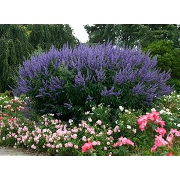 Amazon.com : TEXAS LILAC CHASTE TREE VITEX AGNUS CASTUS 2 SEEDS : Herb ...