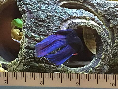 Aquarium Betta Log Uniclife Large Resin Betta Log - Hollow Tree Trunk ...