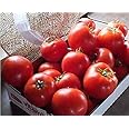 Amazon.com : Mountain Merit Tomato Seed : Patio, Lawn & Garden