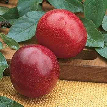 Amazon.com : Dwarf Italian Plum Tree - Get Ready for More Plums Than ...