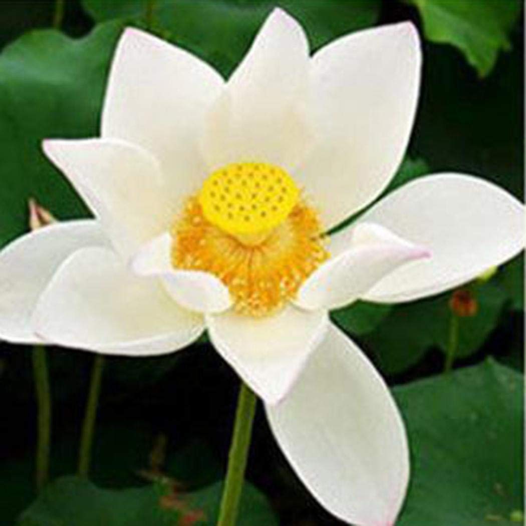 Kaimu 10Pcs Perennial Bonsai Mini Lotus Seeds Bonsai Plant Seeds ...