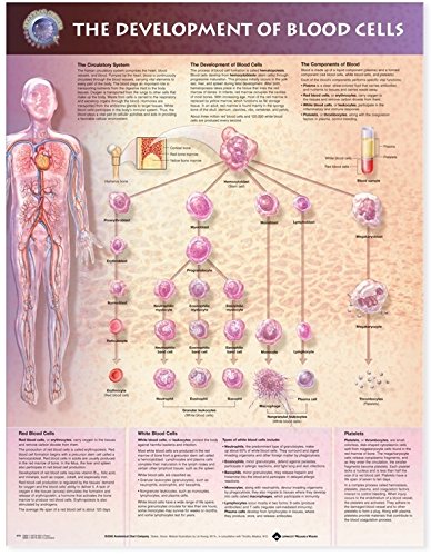 The Development Of Blood Cells Chart | Amazon.com.br