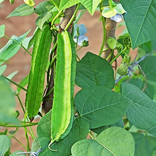 The Lucky Stars 100 Seeds Winged Bean - Dau Rong Dragon Four Angled ...