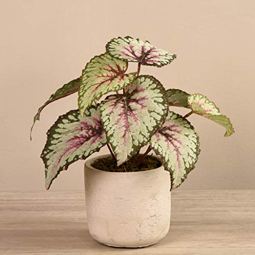 BLOOMR Begonia Plant - Lynderm Store