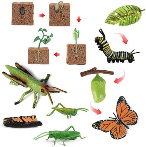 Life Cycle Figurines Toy Set of Butterflies Grasshoppers and Plants ...