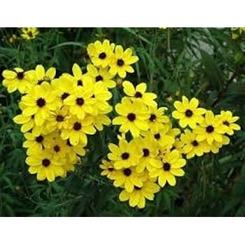 Amazon.com : 1000 GOLDEN WAVE COREOPSIS (Goldenmane Tickseed) Coreopsis ...