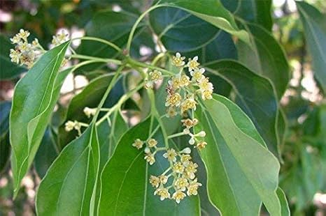 Modern Plants Live Kapoor/Cinnamomum camphora/Kapur Plant With Pot ...