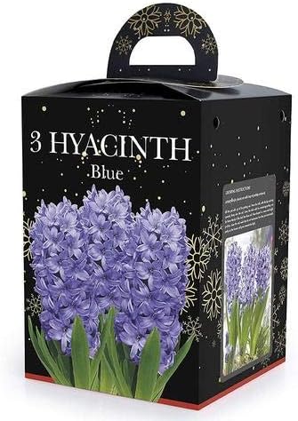 Assorted Hyacinth Gift Set | Flower Colours are Chosen as Random (Blue ...