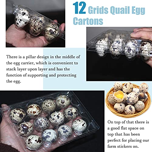 Egg Carton 25 Quail S + 2 Stainless Cutters - Compact Storage & Opening ...