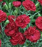 Pack x6 Dianthus Scent First® Sugar Plum Pinks Perennial Garden Plug ...
