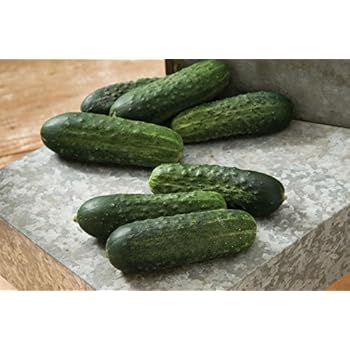 Amazon.com : Tyria Organic F1 Hybrid Cucumber Seeds!!!(100 - Seeds ...