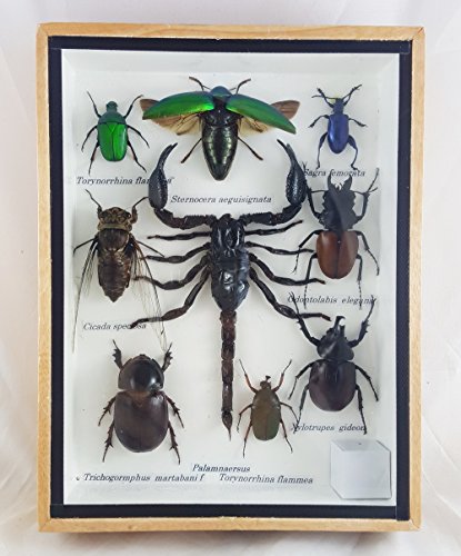 Top Best 5 mounted insects for sale 2017 : Product : BOOMSbeat
