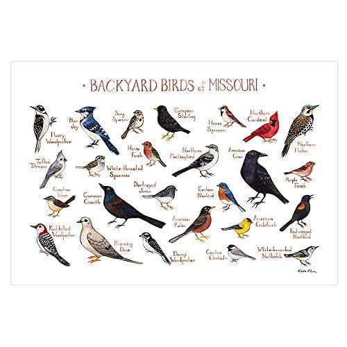 Amazon.com: Backyard Birds of Missouri Field Guide Art Print : Handmade ...