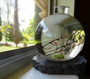 Amazon.com : 3x4 Biosphere Open Desktop Aquarium with 4-5 Eco Shrimp ...