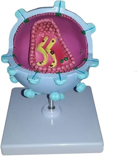 Model Anatomical Virus-Model AIDS-HIV Virus Expanded Anatomical Medical ...