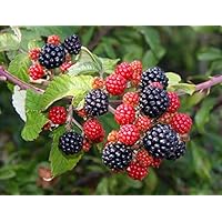 Amazon.in Bestsellers: The most popular items in Fruit & Fruit Trees