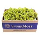 Amazon.com: Super Moss 21773 Reindeer Moss Preserved, Chartreuse, 3 ...
