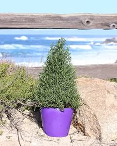 Amazon.com : Live Rosemary 20" Cone Topiary : Rosemary Plants : Patio ...