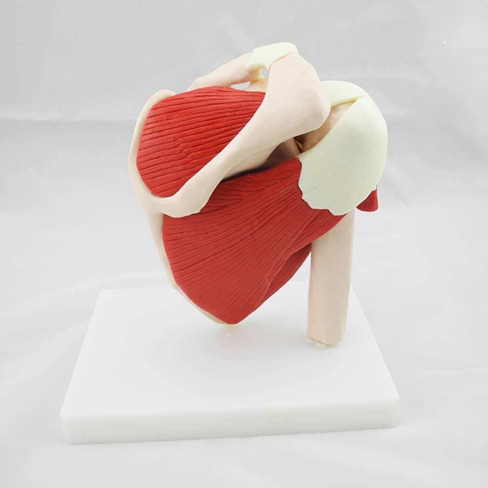 Lbylyh Anatomical Model Of Articulation Of The Shoulder With Ligaments ...