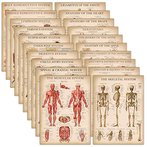Classroom Anatomy Set 19 Pack Anatomical Posters Set - Laminated Muscle ...