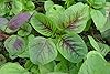 Amaranth Red Callaloo 800 Seeds - Amaranthus Tricolor, Chinese Spinach ...