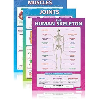 Amazon.com: The Human Body Poster Pack (2) - Set of 3 | Science ...