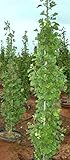 Columnar Apple Trees - Grow Vertically Without Branching Out