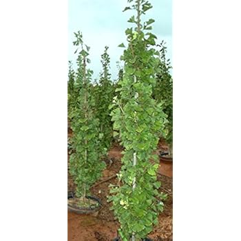 Amazon.com : Ginkgo Elmwood Pillar a Columnar Ginkgo 1 - Year Live ...